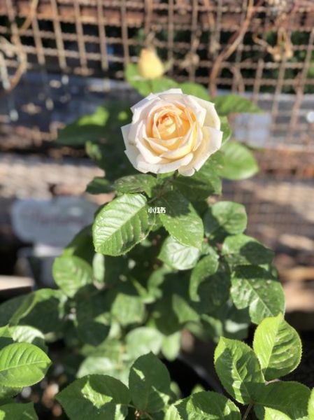 茴香酒夫人月季怎么养_茴香酒夫人月季花期多长-第3张图片-山城妙识