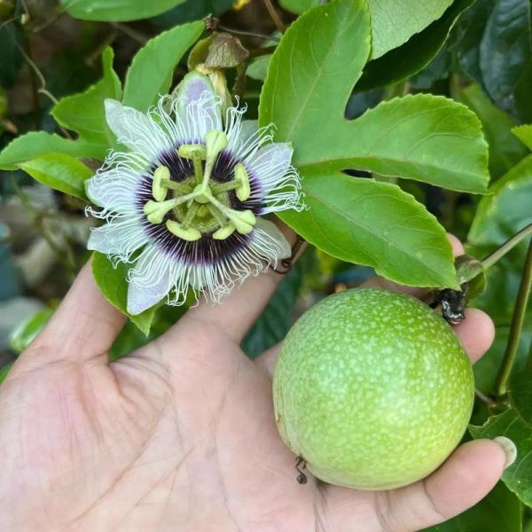 西番莲是不是百香果_区别与营养价值-第2张图片-山城妙识 西番莲是不是百香果_区别与营养价值-第2张图片-山城妙识