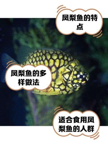 菠萝鱼品种大全_菠萝鱼怎么区分-第1张图片-山城妙识 菠萝鱼品种大全_菠萝鱼怎么区分-第1张图片-山城妙识