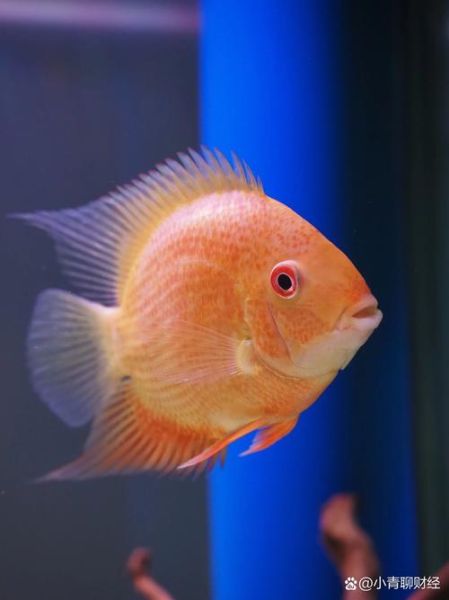 菠萝鱼品种大全_菠萝鱼怎么区分-第3张图片-山城妙识 菠萝鱼品种大全_菠萝鱼怎么区分-第3张图片-山城妙识