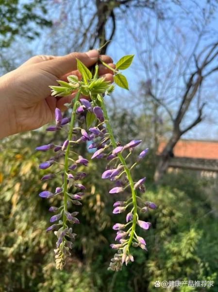 葛花树图片长什么样_葛花树和紫藤区别-第2张图片-山城妙识 葛花树图片长什么样_葛花树和紫藤区别-第2张图片-山城妙识
