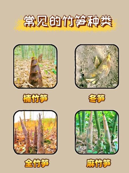 竹笋种类图片及名称_如何区分常见竹笋-第2张图片-山城妙识