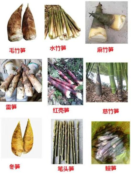 竹笋种类图片及名称_如何区分常见竹笋-第1张图片-山城妙识