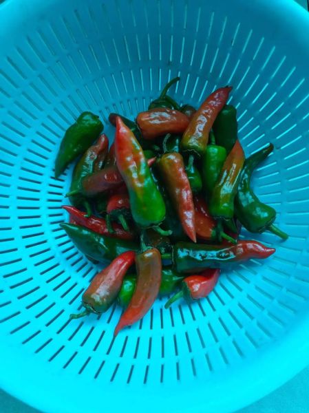 黄磊辣椒炒肉怎么做_辣椒炒肉先炒肉还是先炒辣椒-第1张图片-山城妙识 黄磊辣椒炒肉怎么做_辣椒炒肉先炒肉还是先炒辣椒-第1张图片-山城妙识