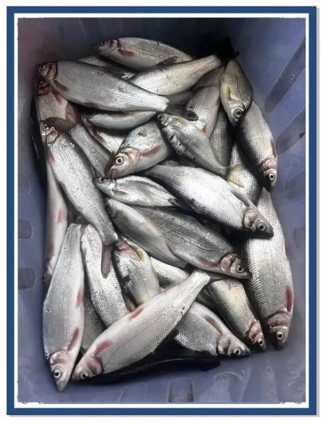 虱目鱼价格多少钱一斤_虱目鱼为什么贵-第1张图片-山城妙识 虱目鱼价格多少钱一斤_虱目鱼为什么贵-第1张图片-山城妙识