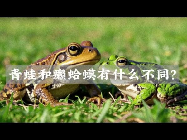 癞蛤蟆睡青蛙_癞蛤蟆和青蛙的区别-第3张图片-山城妙识 癞蛤蟆睡青蛙_癞蛤蟆和青蛙的区别-第3张图片-山城妙识