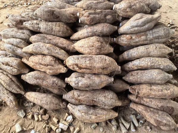 葛根价格多少一斤_野生葛根多少钱一斤-第2张图片-山城妙识 葛根价格多少一斤_野生葛根多少钱一斤-第2张图片-山城妙识