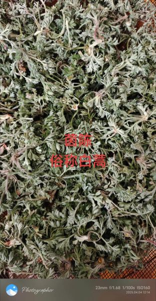 茵陈在农村叫什么名字_茵陈的别名有哪些-第2张图片-山城妙识 茵陈在农村叫什么名字_茵陈的别名有哪些-第2张图片-山城妙识