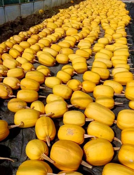 黄金瓜什么时候种最好_黄金瓜种植方法步骤-第1张图片-山城妙识 黄金瓜什么时候种最好_黄金瓜种植方法步骤-第1张图片-山城妙识