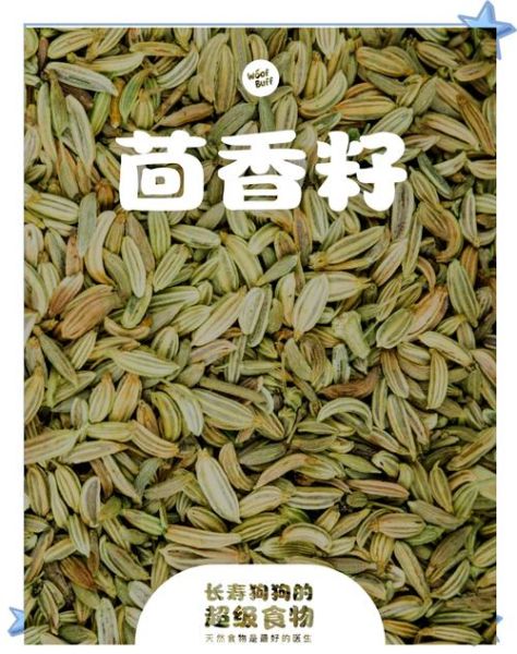 茴香籽怎么吃_茴香籽的正确吃法-第3张图片-山城妙识 茴香籽怎么吃_茴香籽的正确吃法-第3张图片-山城妙识