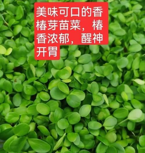 香椿苗怎么做好吃_香椿苗的做法大全-第2张图片-山城妙识 香椿苗怎么做好吃_香椿苗的做法大全-第2张图片-山城妙识