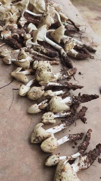 鸡纵菌图片怎么识别_鸡纵菌长什么样-第3张图片-山城妙识 鸡纵菌图片怎么识别_鸡纵菌长什么样-第3张图片-山城妙识