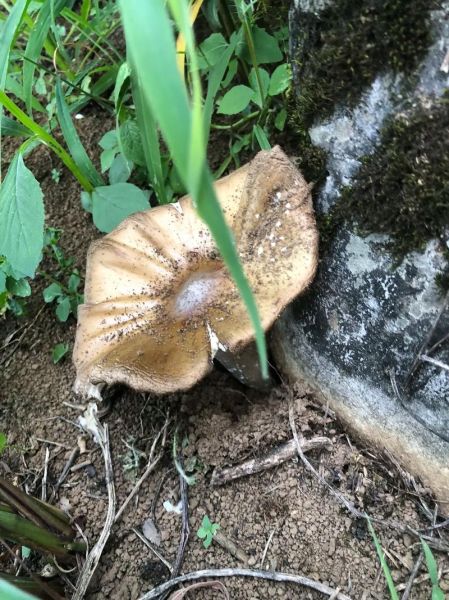 鸡纵菌图片怎么识别_鸡纵菌长什么样-第2张图片-山城妙识 鸡纵菌图片怎么识别_鸡纵菌长什么样-第2张图片-山城妙识