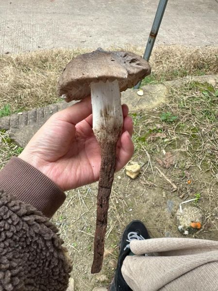 鸡纵菌图片怎么识别_鸡纵菌长什么样-第1张图片-山城妙识 鸡纵菌图片怎么识别_鸡纵菌长什么样-第1张图片-山城妙识