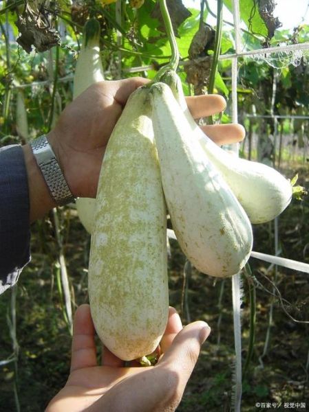 胜瓜是什么瓜_胜瓜和丝瓜的区别-第1张图片-山城妙识 胜瓜是什么瓜_胜瓜和丝瓜的区别-第1张图片-山城妙识