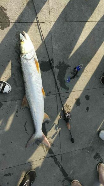 黄箭鱼是什么鱼_黄箭鱼多少钱一斤-第1张图片-山城妙识 黄箭鱼是什么鱼_黄箭鱼多少钱一斤-第1张图片-山城妙识