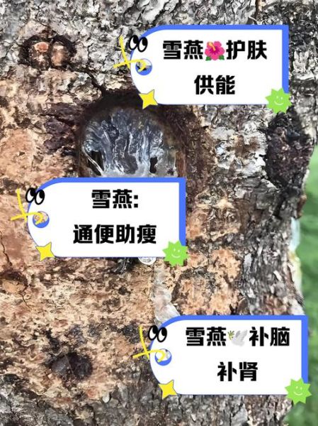 雪燕是什么东西_雪燕的功效与作用-第3张图片-山城妙识 雪燕是什么东西_雪燕的功效与作用-第3张图片-山城妙识