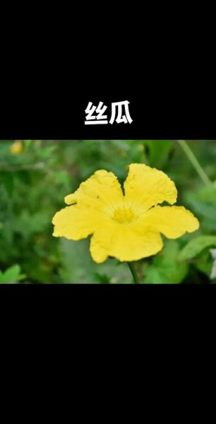 胜瓜是什么瓜_胜瓜和丝瓜的区别-第2张图片-山城妙识 胜瓜是什么瓜_胜瓜和丝瓜的区别-第2张图片-山城妙识