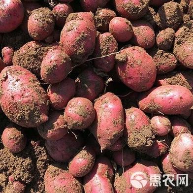 土豆网首页怎么找_土豆网首页有哪些功能-第1张图片-山城妙识 土豆网首页怎么找_土豆网首页有哪些功能-第1张图片-山城妙识