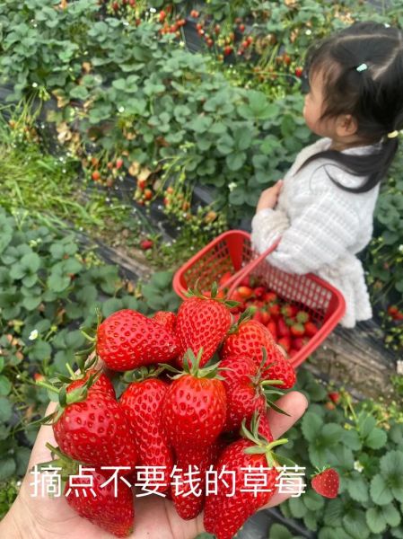 草莓酱怎么做_往下面塞草莓做草莓酱可行吗-第3张图片-山城妙识 草莓酱怎么做_往下面塞草莓做草莓酱可行吗-第3张图片-山城妙识