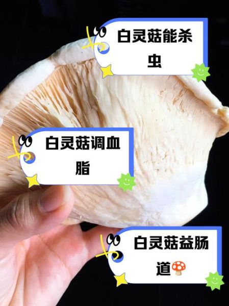 野生白灵菇图片_如何辨别真假-第3张图片-山城妙识 野生白灵菇图片_如何辨别真假-第3张图片-山城妙识