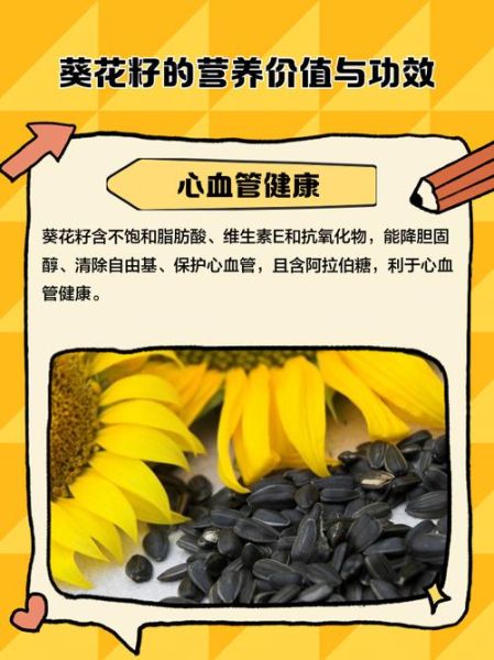生葵花籽的功效与作用_生葵花籽每天吃多少合适-第3张图片-山城妙识 生葵花籽的功效与作用_生葵花籽每天吃多少合适-第3张图片-山城妙识