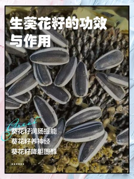 生葵花籽的功效与作用_生葵花籽每天吃多少合适-第2张图片-山城妙识 生葵花籽的功效与作用_生葵花籽每天吃多少合适-第2张图片-山城妙识