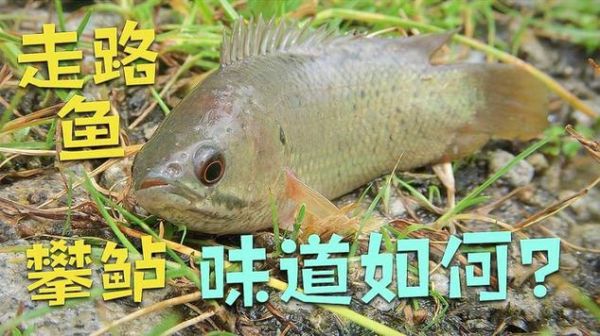 攀鲈鱼养殖技术_攀鲈鱼养殖全过程-第1张图片-山城妙识