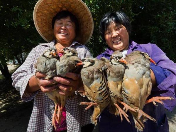 野鸡是几级保护动物_野鸡可以人工养殖吗-第1张图片-山城妙识