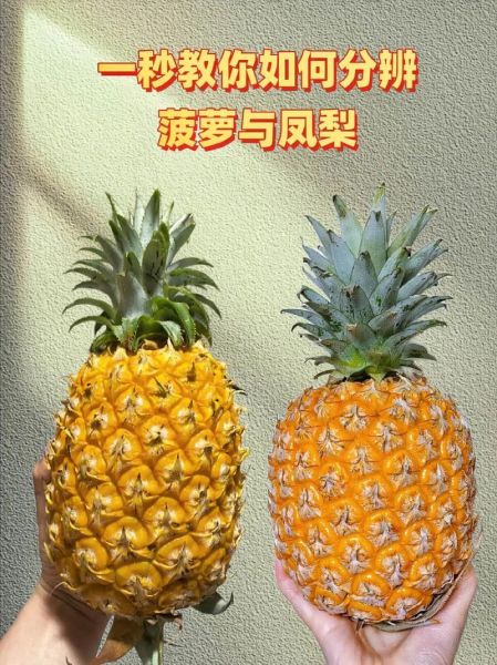 台湾凤梨和菠萝的区别_哪个更好吃-第2张图片-山城妙识