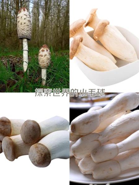 鸡腿菇图片大全大图_如何挑选优质鸡腿菇-第3张图片-山城妙识
