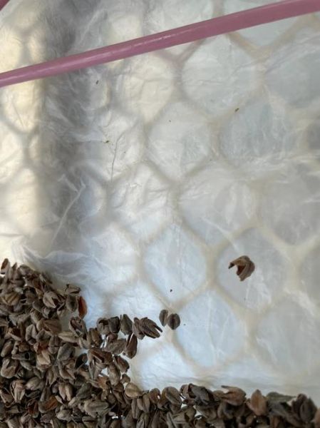 荞麦皮枕头生虫怎么办_荞麦枕头长虫图片真相-第1张图片-山城妙识 荞麦皮枕头生虫怎么办_荞麦枕头长虫图片真相-第1张图片-山城妙识