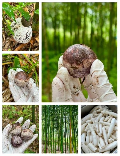 竹荪可以人工种植吗_竹荪种植技术详解-第1张图片-山城妙识 竹荪可以人工种植吗_竹荪种植技术详解-第1张图片-山城妙识