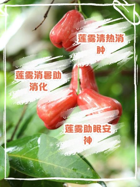 莲雾是什么水果_莲雾怎么吃才好吃-第1张图片-山城妙识
