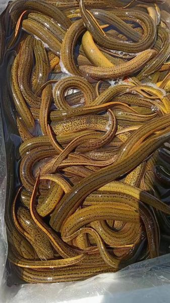 野生黄鳝的功效与作用_野生黄鳝怎么吃最补-第1张图片-山城妙识 野生黄鳝的功效与作用_野生黄鳝怎么吃最补-第1张图片-山城妙识