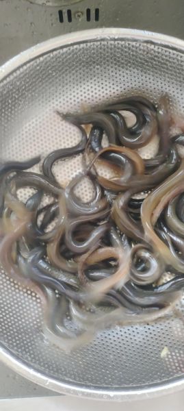 野生黄鳝的功效与作用_野生黄鳝怎么吃最补-第2张图片-山城妙识 野生黄鳝的功效与作用_野生黄鳝怎么吃最补-第2张图片-山城妙识