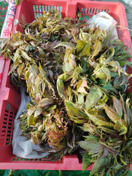 腌蒜苗的做法_怎么腌才脆-第3张图片-山城妙识