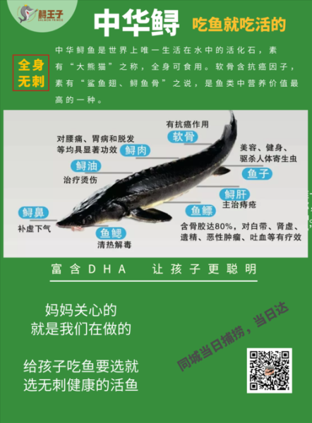 鲟龙鱼怎么养_鲟龙鱼养殖注意事项-第2张图片-山城妙识 鲟龙鱼怎么养_鲟龙鱼养殖注意事项-第2张图片-山城妙识