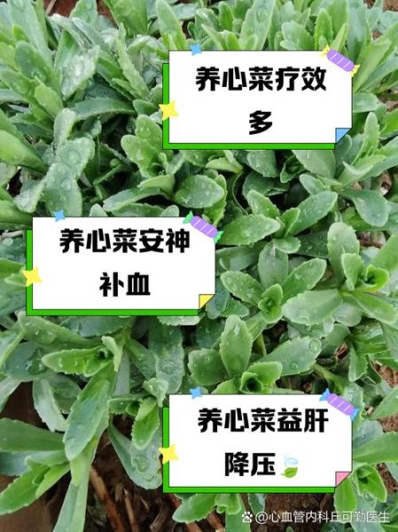 救心菜对肾不好是真的吗_肾功能不全能吃救心菜吗-第1张图片-山城妙识