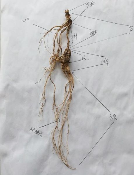 野山参多少钱一克_野山参和园参的区别-第1张图片-山城妙识 野山参多少钱一克_野山参和园参的区别-第1张图片-山城妙识