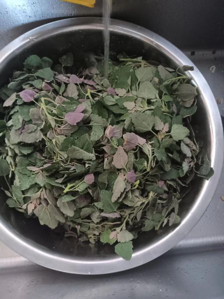 灰菜怎么吃最好吃_灰菜的做法大全-第1张图片-山城妙识 灰菜怎么吃最好吃_灰菜的做法大全-第1张图片-山城妙识