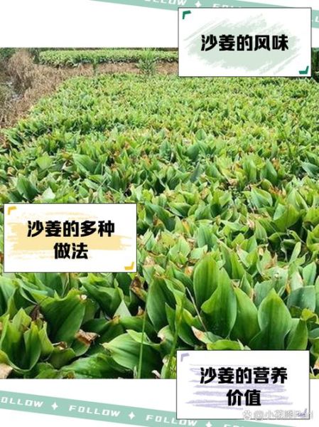 红沙姜的功效与作用_红沙姜怎么吃效果最好-第2张图片-山城妙识
