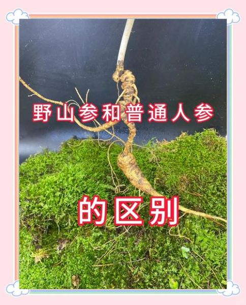 野山参多少钱一克_野山参和园参的区别-第3张图片-山城妙识 野山参多少钱一克_野山参和园参的区别-第3张图片-山城妙识