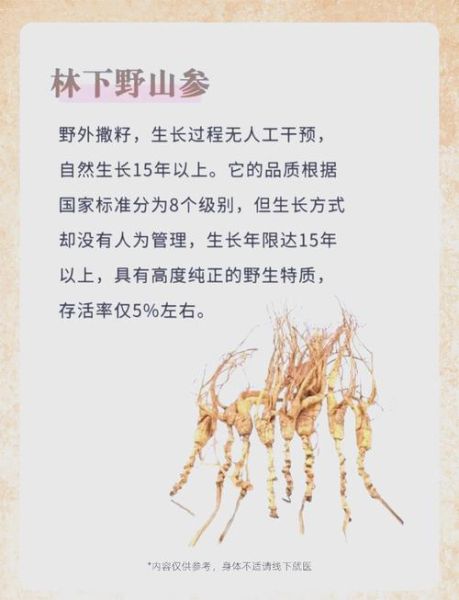 野山参多少钱一克_野山参和园参的区别-第2张图片-山城妙识 野山参多少钱一克_野山参和园参的区别-第2张图片-山城妙识
