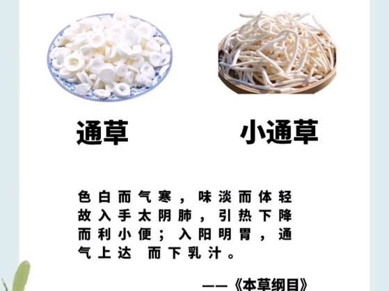 通草的功效与作用_通草下奶怎么吃效果最好-第3张图片-山城妙识 通草的功效与作用_通草下奶怎么吃效果最好-第3张图片-山城妙识