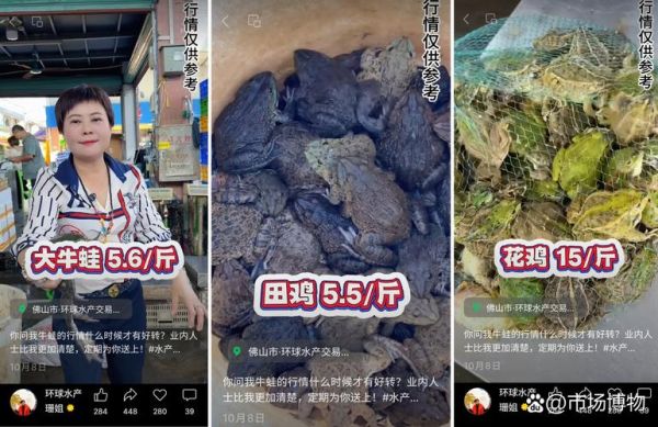 田鸡和牛蛙哪个贵_价格差异原因-第2张图片-山城妙识 田鸡和牛蛙哪个贵_价格差异原因-第2张图片-山城妙识