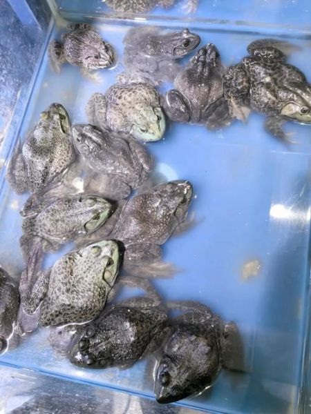 田鸡和牛蛙哪个贵_价格差异原因-第3张图片-山城妙识 田鸡和牛蛙哪个贵_价格差异原因-第3张图片-山城妙识