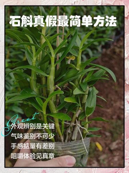 石斛图片大全高清图片_如何辨别真假石斛-第2张图片-山城妙识 石斛图片大全高清图片_如何辨别真假石斛-第2张图片-山城妙识