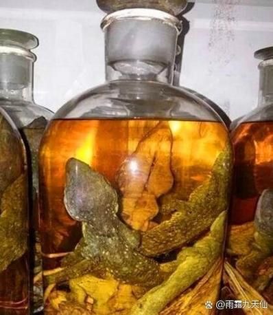 蛤蚧泡酒的正确做法_蛤蚧泡酒配方比例是多少-第1张图片-山城妙识 蛤蚧泡酒的正确做法_蛤蚧泡酒配方比例是多少-第1张图片-山城妙识