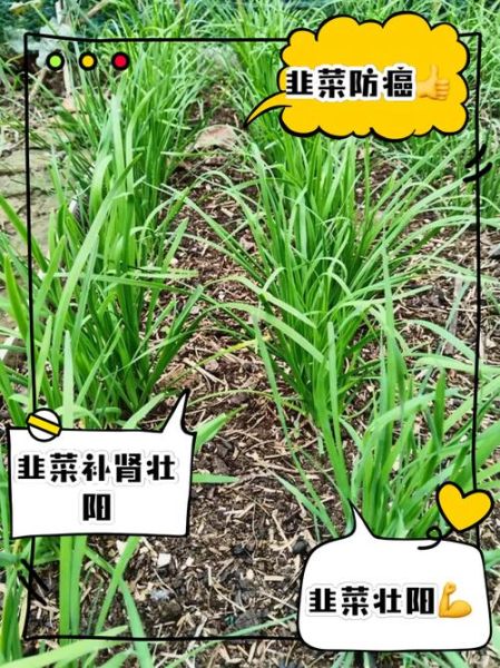 韭菜吃多了会怎么样_韭菜吃多了有什么副作用-第2张图片-山城妙识 韭菜吃多了会怎么样_韭菜吃多了有什么副作用-第2张图片-山城妙识